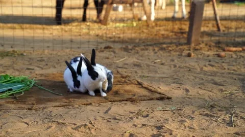 Two Rabbits Running Stock Video Footage | Royalty Free Two Rabbits ...