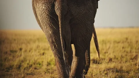 Slow Motion of African Elephant From Beh... | Stock Video | Pond5