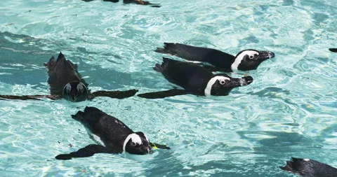 Slow motion of African penguins floating... | Stock Video | Pond5