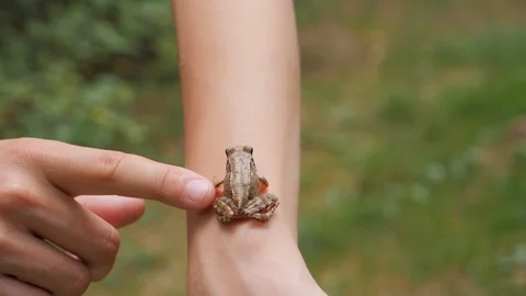 Slow motion Agile Frog jumping off a per... | Stock Video | Pond5