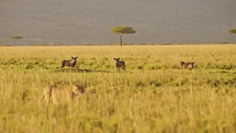 Slow Motion of Animals Hunting, Cheetah ... | Stock Video | Pond5