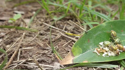 slow motion Ant family with green leaf n... | Stock Video | Pond5