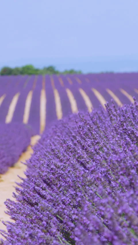 Lavender Fields Under Stock Videos – Royalty-Free HD & 4K Videos | Pond5