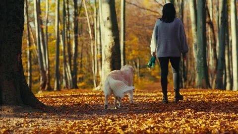 Backshots Dog Stock Videos – Royalty-Free HD & 4K Videos | Pond5