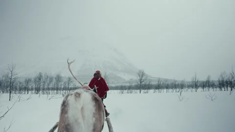 Slow motion back shot of reindeer pullin... | Stock Video | Pond5