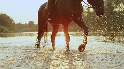 Horse Slow Motion Stock Video Footage | Royalty Free Horse Slow Motion ...