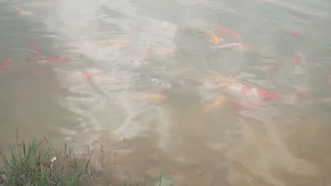 Slow motion of beautiful Koi fish (Cypri... | Stock Video | Pond5