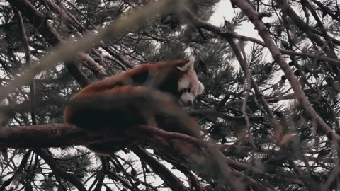 Slow motion of a beautiful red panda (Ai... | Stock Video | Pond5