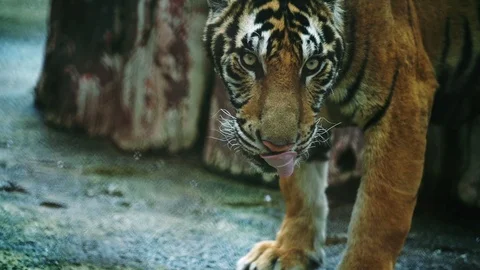 slow motion of bengal tiger | Stock Video | Pond5