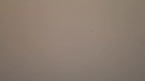 Slow motion bird flying on sunset sky ba... | Stock Video | Pond5