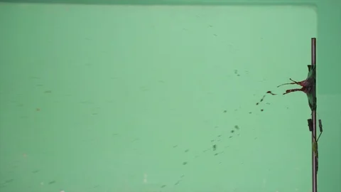 Blood Squib Stock Footage ~ Royalty Free Stock Videos | Pond5