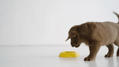 Sasing Food Stock Videos – Royalty-Free HD & 4K Videos | Pond5