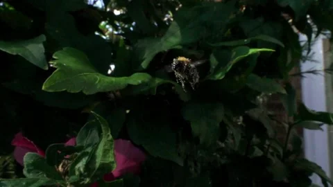 Slow motion Bumble Bee flying through th... | Stock Video | Pond5