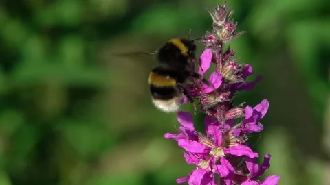 Motion Buzz Stock Videos – Royalty-Free HD & 4K Videos | Pond5