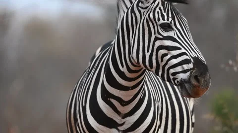Zebra Head Stock Footage ~ Royalty Free Stock Videos | Pond5