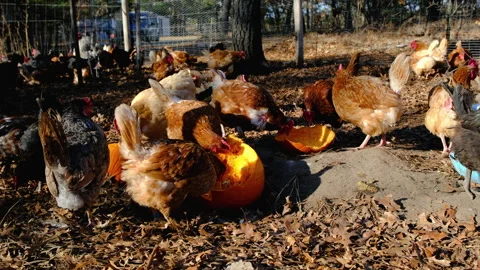 Chickens and Pumpkins Stock Videos – Royalty-Free HD & 4K Videos | Pond5