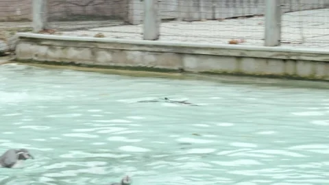 Penguin Clip Are Stock Videos – Royalty-Free HD & 4K Videos | Pond5