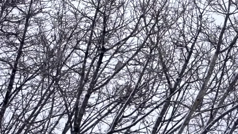 Trees Clip Art Stock Videos – Royalty-Free HD & 4K Videos