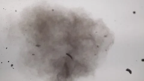 Pigeon Clip Stock Videos – Royalty-Free HD & 4K Videos