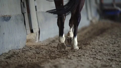 Horse Race Slow Motion Stock Footage ~ Royalty Free Stock Videos | Pond5