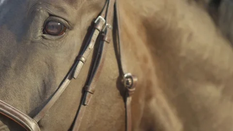 SLOW MOTION CLOSE UP: Detail of blinking... | Stock Video | Pond5