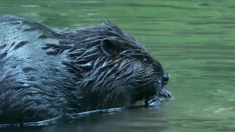 Slow motion close up view of wet beaver ... | Stock Video | Pond5