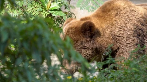 Slow Motion, close up of a wild Brown Be... | Stock Video | Pond5