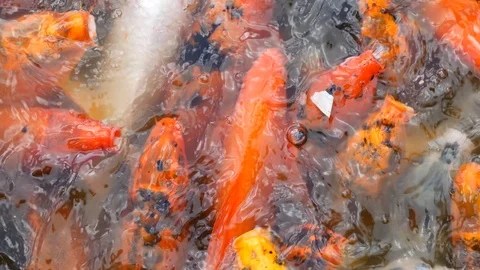 Koi Stock Video Footage | Royalty Free Koi Videos | Pond5
