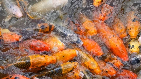Koi Stock Video Footage | Royalty Free Koi Videos | Pond5