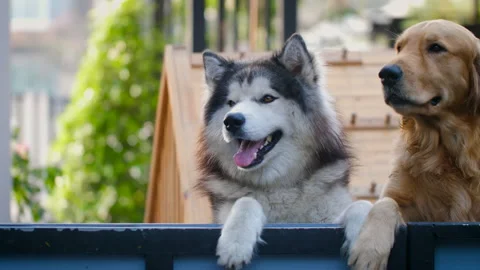 Cute Husky Stock Videos – Royalty-Free HD & 4K Videos | Page 3