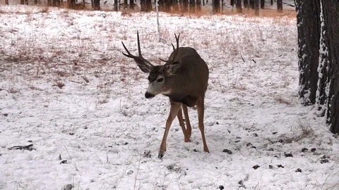 Shows B Stock Videos – Royalty-Free HD & 4K Videos