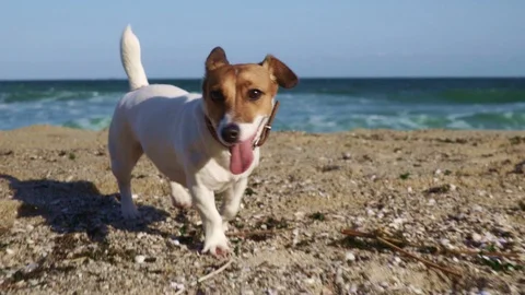 Slow motion dog breed Jack Russell Terri... | Stock Video | Pond5