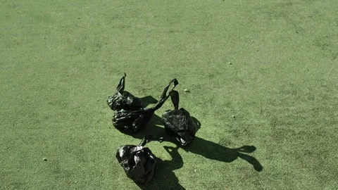 Dog Poop Stock Footage ~ Royalty Free Stock Videos | Pond5