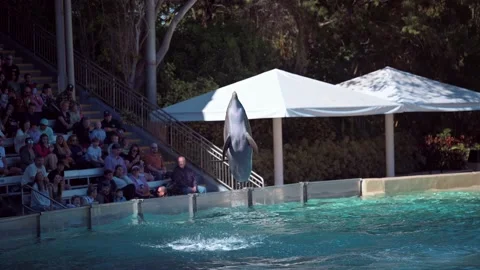 Slow motion of a dolphin during a show a... | Stock Video | Pond5