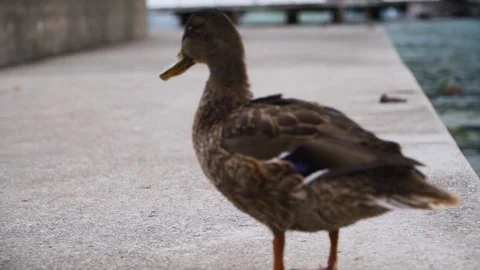 Slow motion of a duck shaking off water ... | Stock Video | Pond5