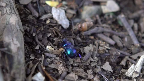 Japanese Poop Stock Video Footage | Royalty Free Japanese Poop Videos ...