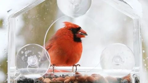 Slow motion of eating perched red northe... | Stock Video | Pond5