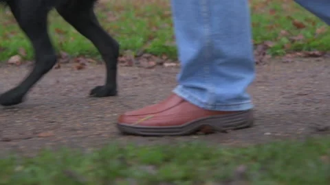 Pet Walking Comapny Stock Videos – Royalty-Free HD & 4K Videos