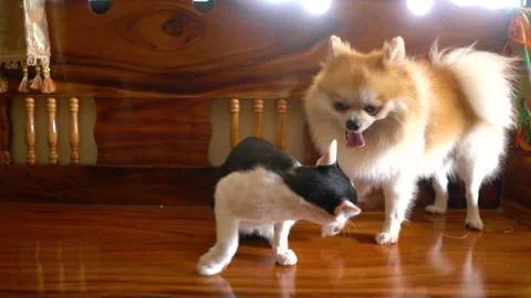 H4Ead Fight Stock Videos – Royalty-Free HD & 4K Videos | Pond5