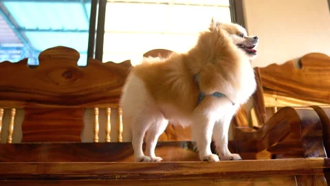 H4Ead Fight Stock Videos – Royalty-Free HD & 4K Videos | Pond5