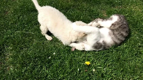 Epic Fight Mad Stock Videos – Royalty-Free HD & 4K Videos