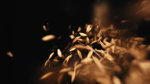 Slow Motion Falling Of Rice Seed Grains ... | Stock Video | Pond5