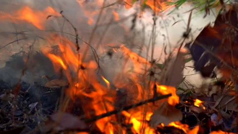Slow motion fire flame burning in forest... | Stock Video | Pond5