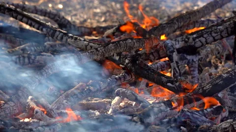 Slow motion fire flame burning in forest... | Stock Video | Pond5