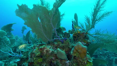 Slow Motion: Fish swimming by coral reef... | Stock Video | Pond5