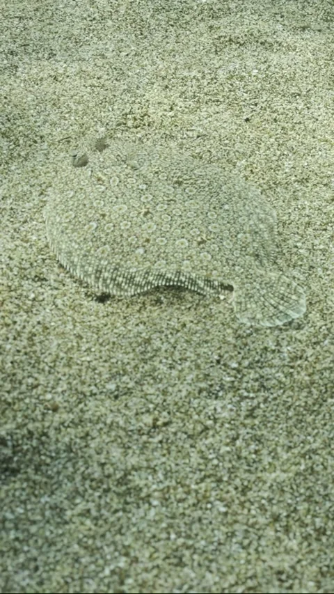 Slow motion, Flounder fish swim on sand ... | Stock Video | Pond5