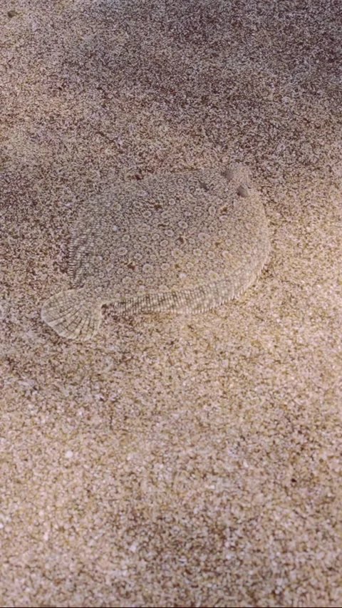 Slow motion, Flounder fish swim on sand ... | Stock Video | Pond5