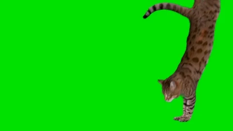 Slow motion footage of cat jumping into ... | Stock Video | Pond5