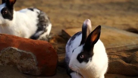 Footage Camera Stock Videos – Royalty-Free HD & 4K Videos | Page 5