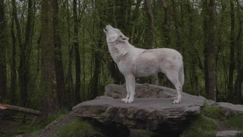 White Wolf Howling Stock Video Footage | Royalty Free White Wolf ...